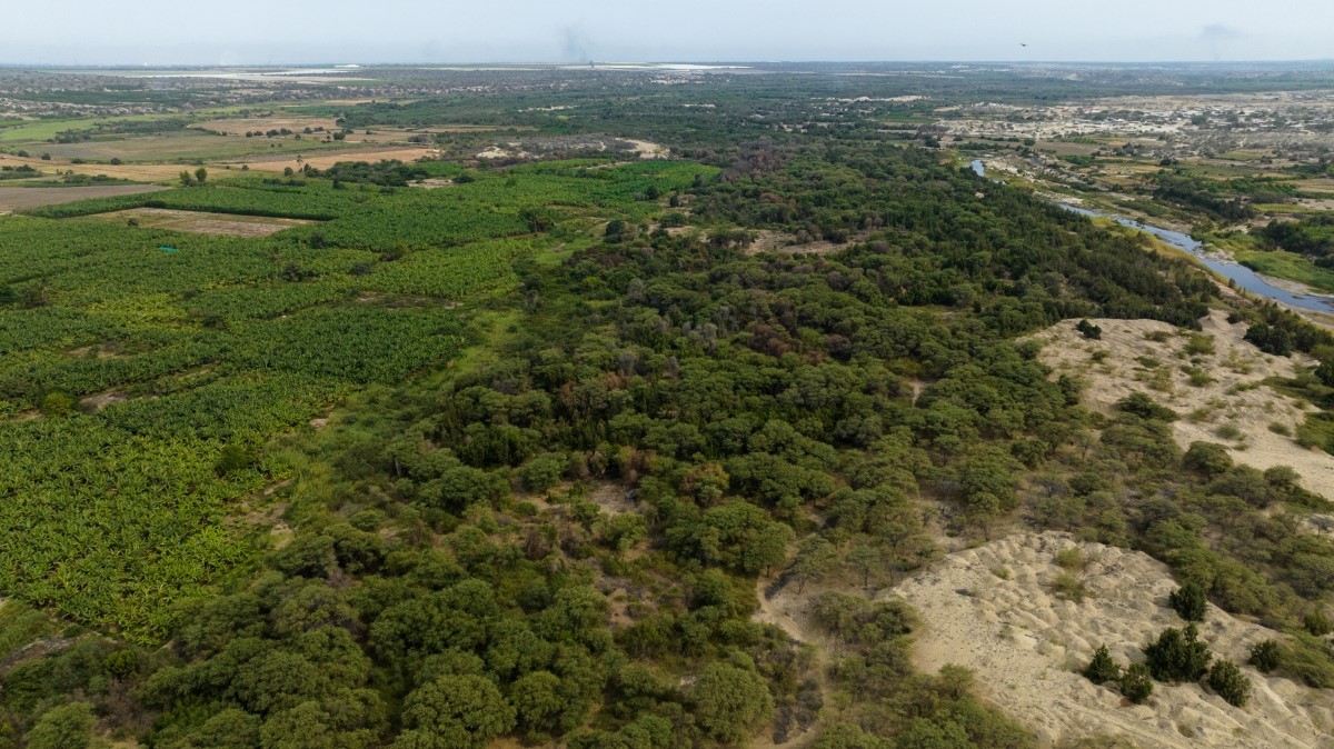 Se han perdido 298 mil hectáreas de bosque seco en el norte del país ...